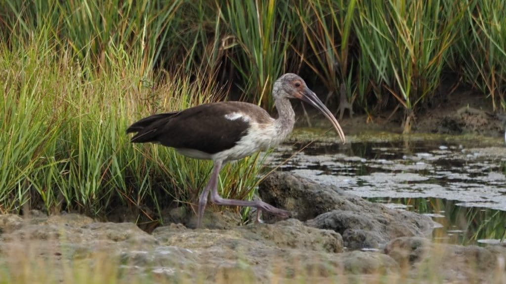 Bird of the Month: August 2022 - Connecticut Ornithological Association ...