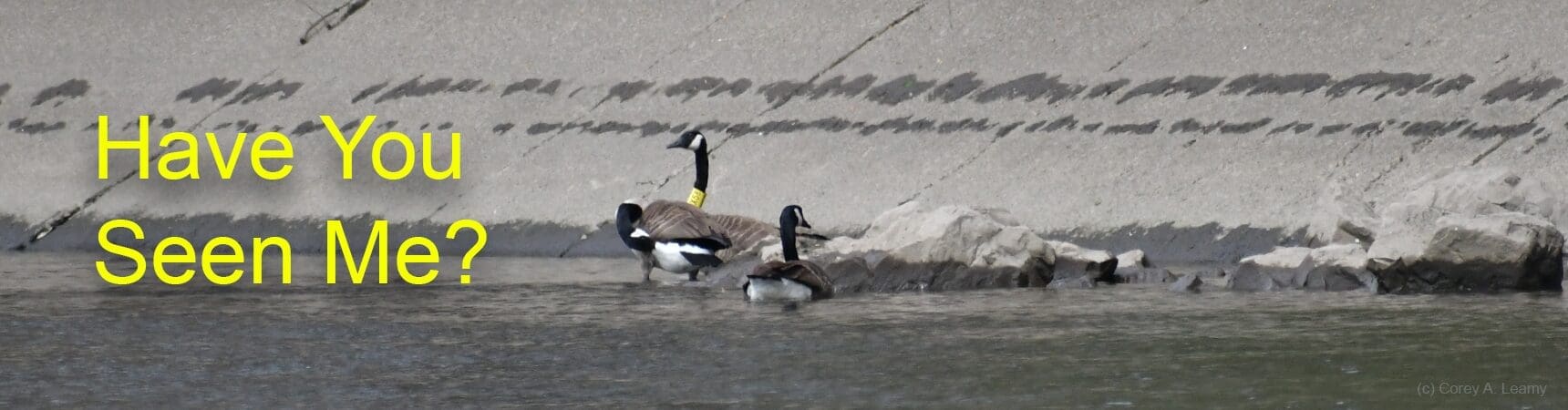 Migration Paths: Canada Geese - Connecticut Ornithological Association ...