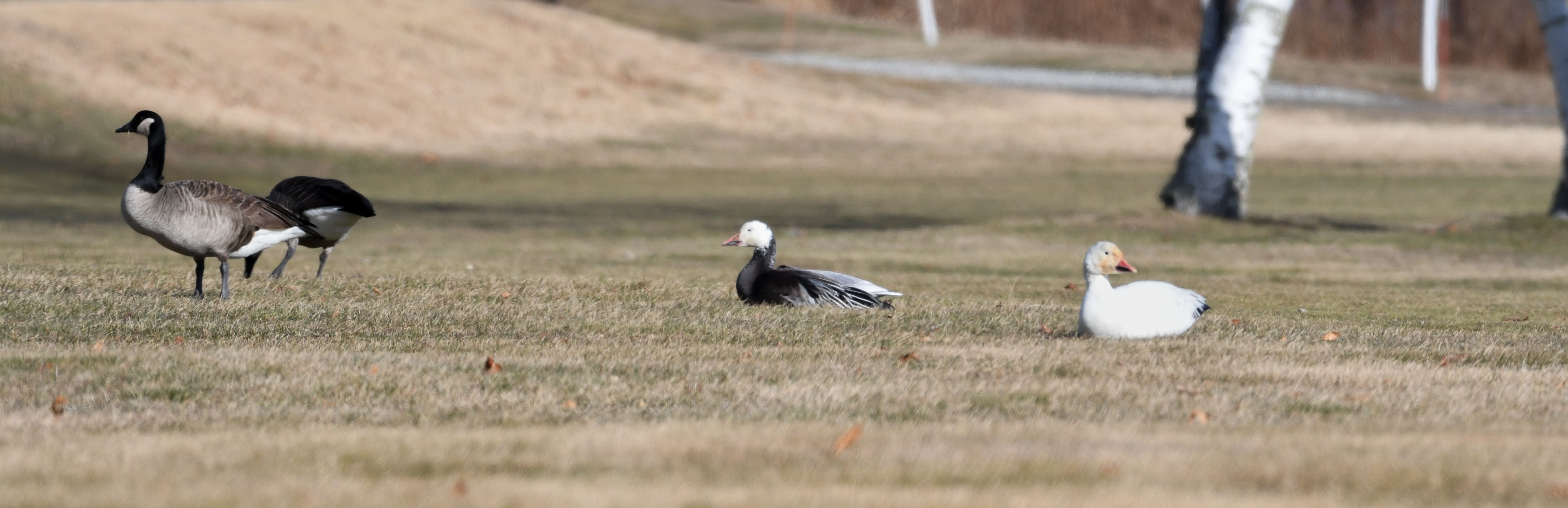 Christmas Bird Counts 2025-2026 - Schedule Announced - Connecticut ...