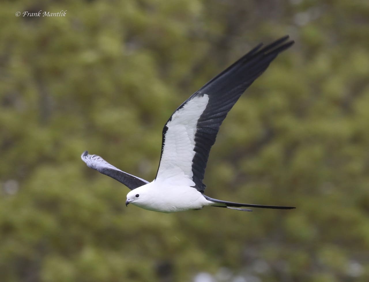 Birds & Birding - Connecticut Ornithological Association | COA